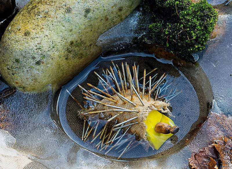 Hedgehog in Ice Pool - Rye Observation